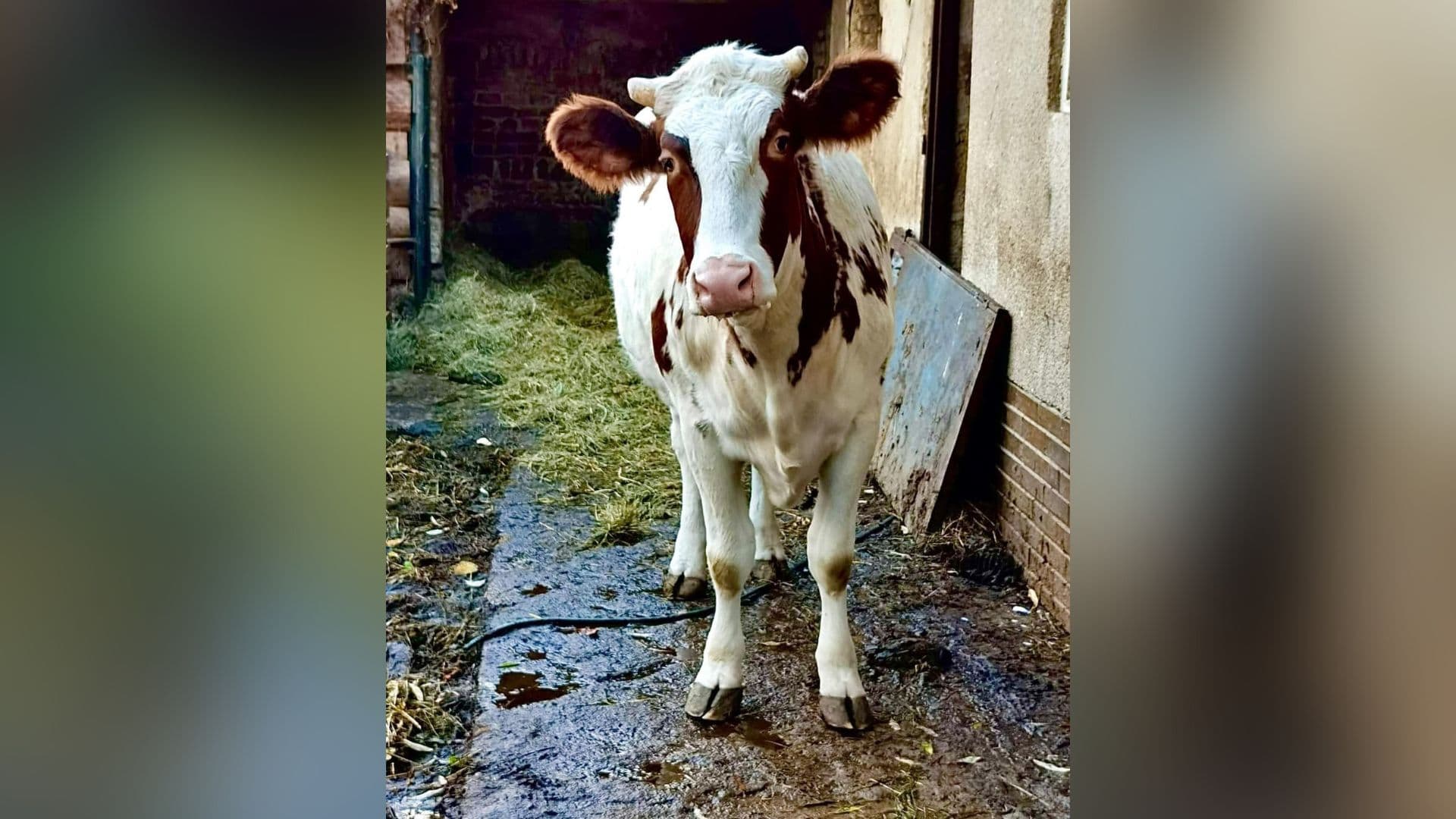 Ricci's asylum is calling SOS! Animals need hay for the winter